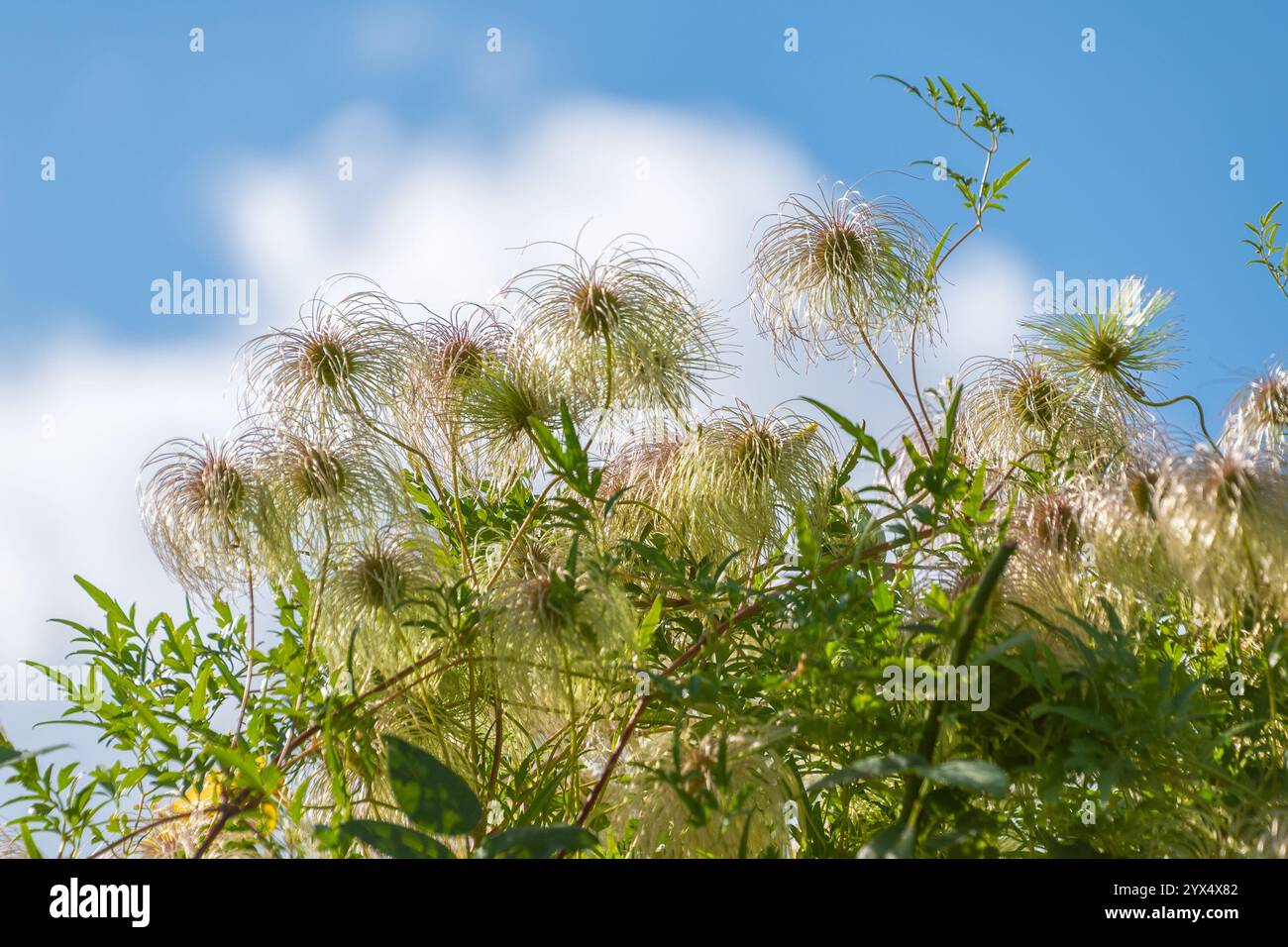 Mature fruit Clematis tangutica. the golden clematis. a flowering plant ...