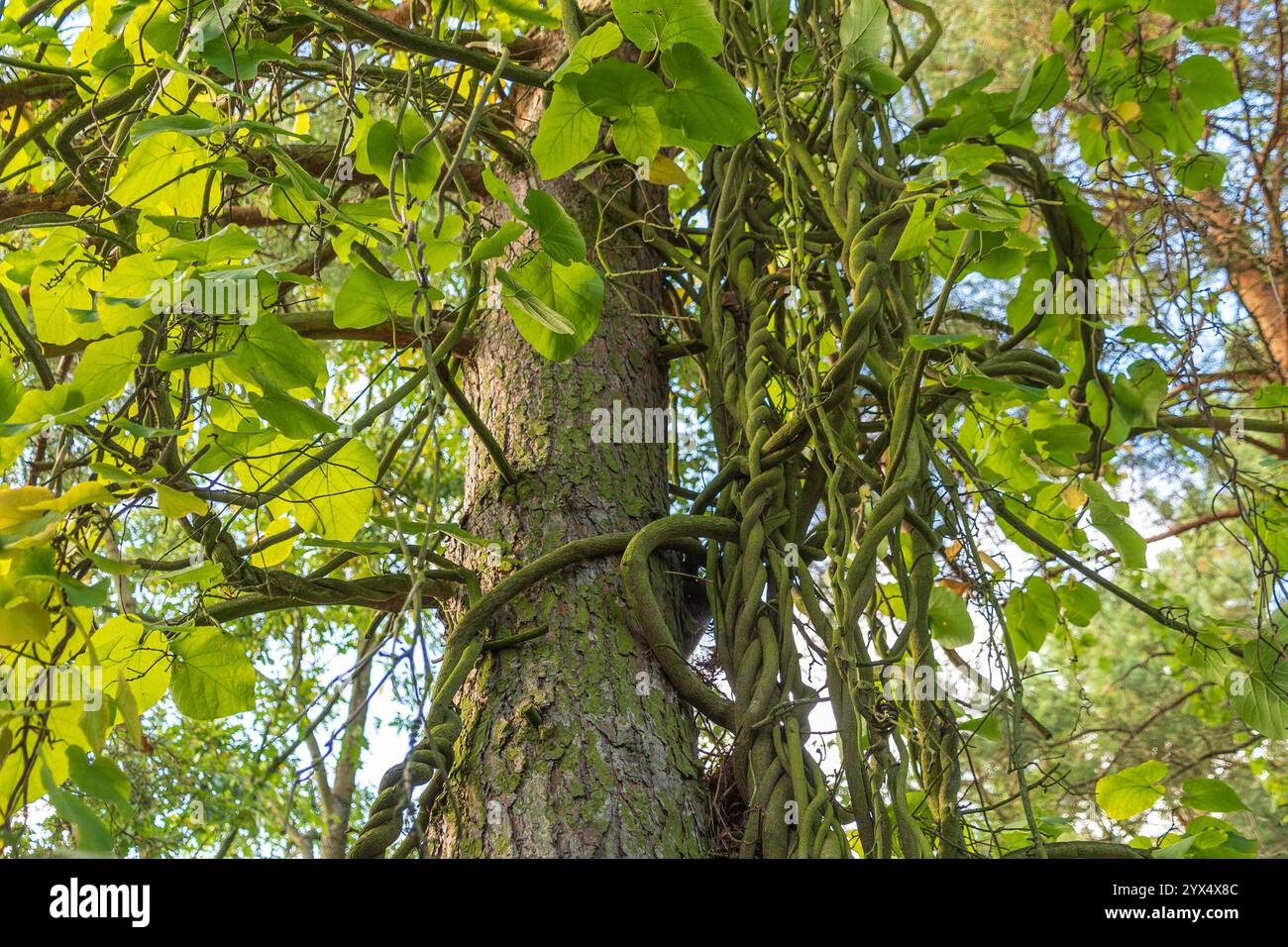 Aristolochia macrophylla, Dutchman's pipe, pipevine. a perennial vine ...