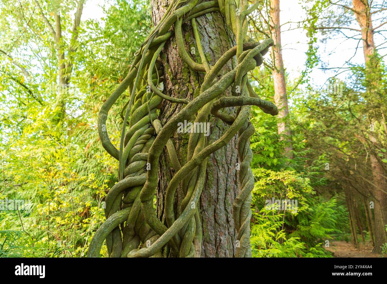 Aristolochia macrophylla, Dutchman's pipe, pipevine. a perennial vine ...