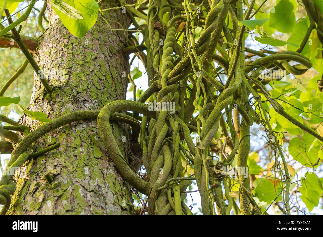 Aristolochia macrophylla, Dutchman's pipe, pipevine. a perennial vine ...