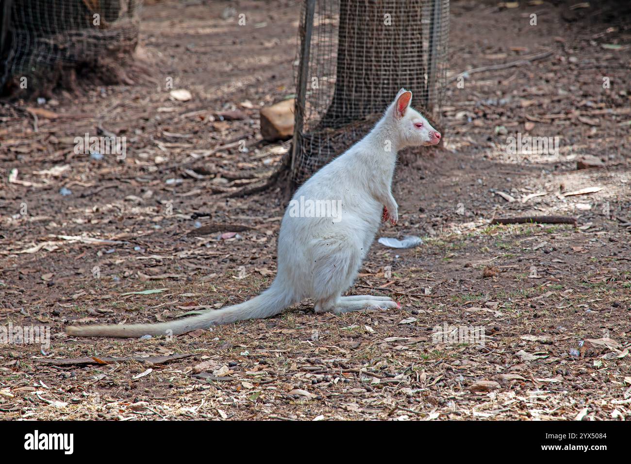 Albino wallaby standing alert hi-res stock photography and images - Alamy