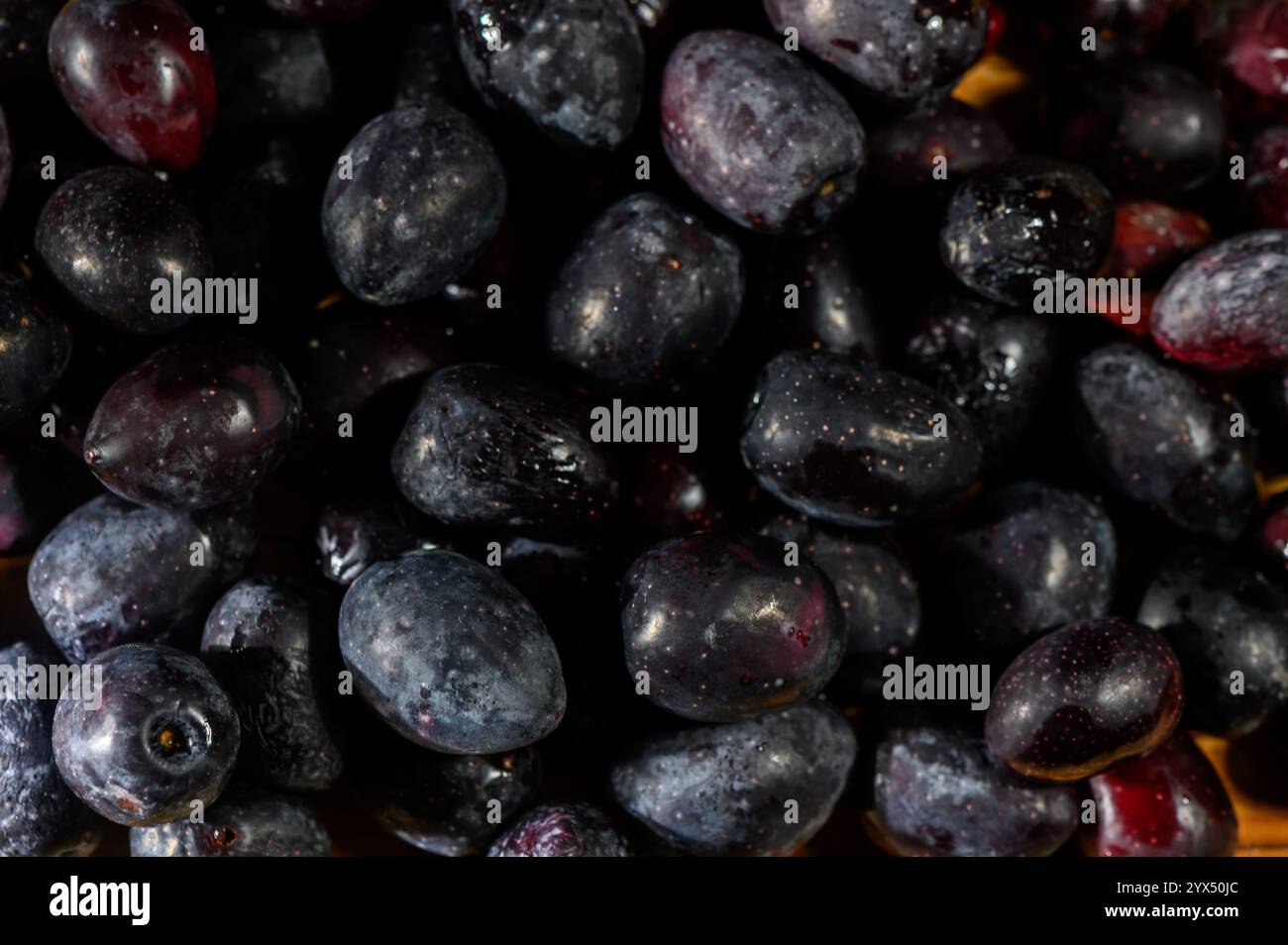Freshly harvested dark berries ready for picking in a vibrant orchard ...