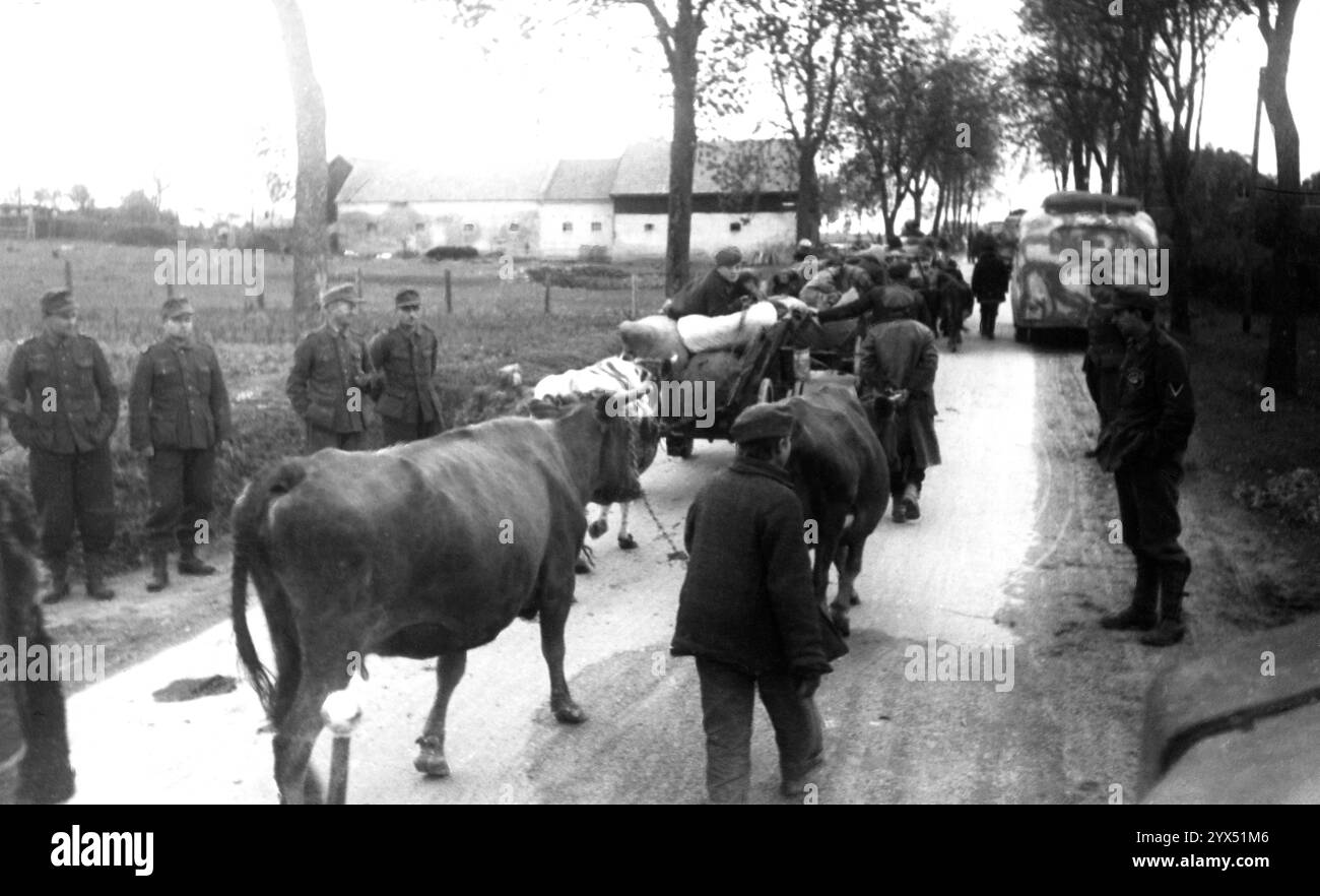 East Prussia 1944 Autumn, a line of Lithuanian refugees with cattle ...