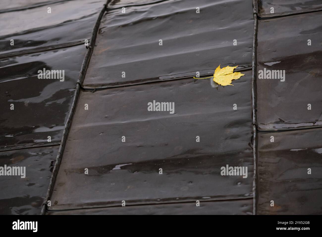 Yellow leaves on roof hi-res stock photography and images - Alamy