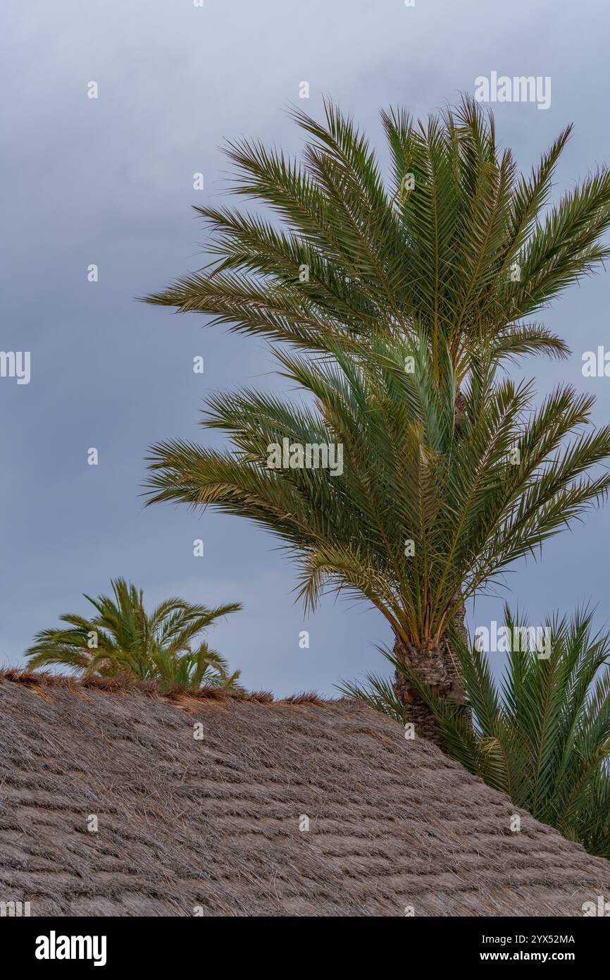 Slanted palm tree hi-res stock photography and images - Alamy