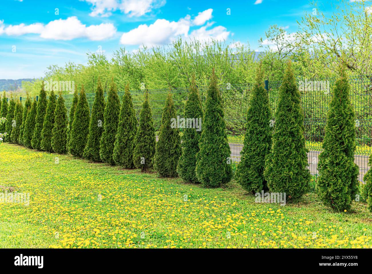 Thuja trees planted in hi-res stock photography and images - Alamy