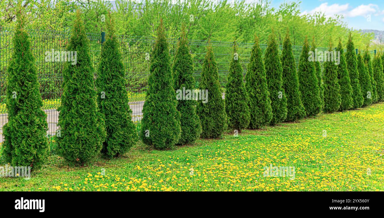 Trees next house leaf hi-res stock photography and images - Alamy