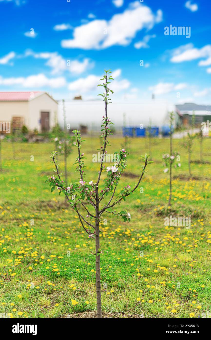 Apple tree sapling hi-res stock photography and images - Alamy
