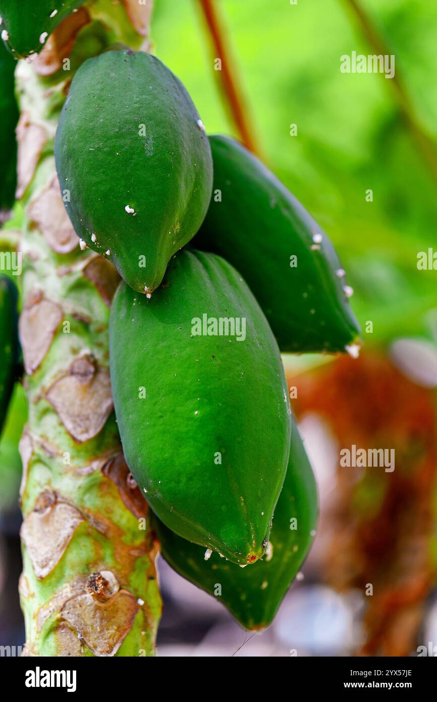 Mango fruits on tree in Africa Stock Photo - Alamy