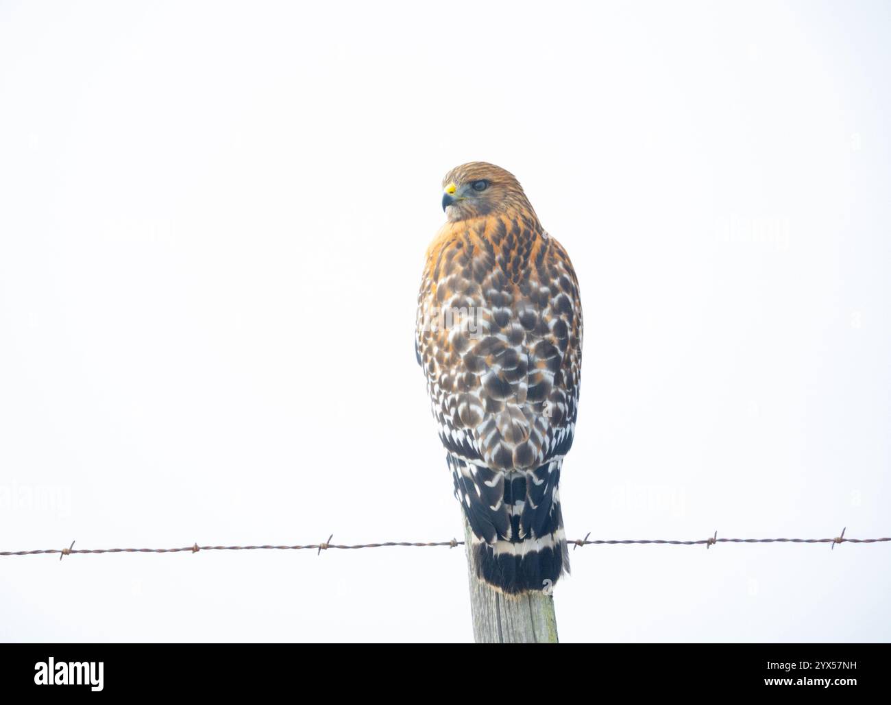 Red shouldered hawk looking back over shoulder hi-res stock photography ...