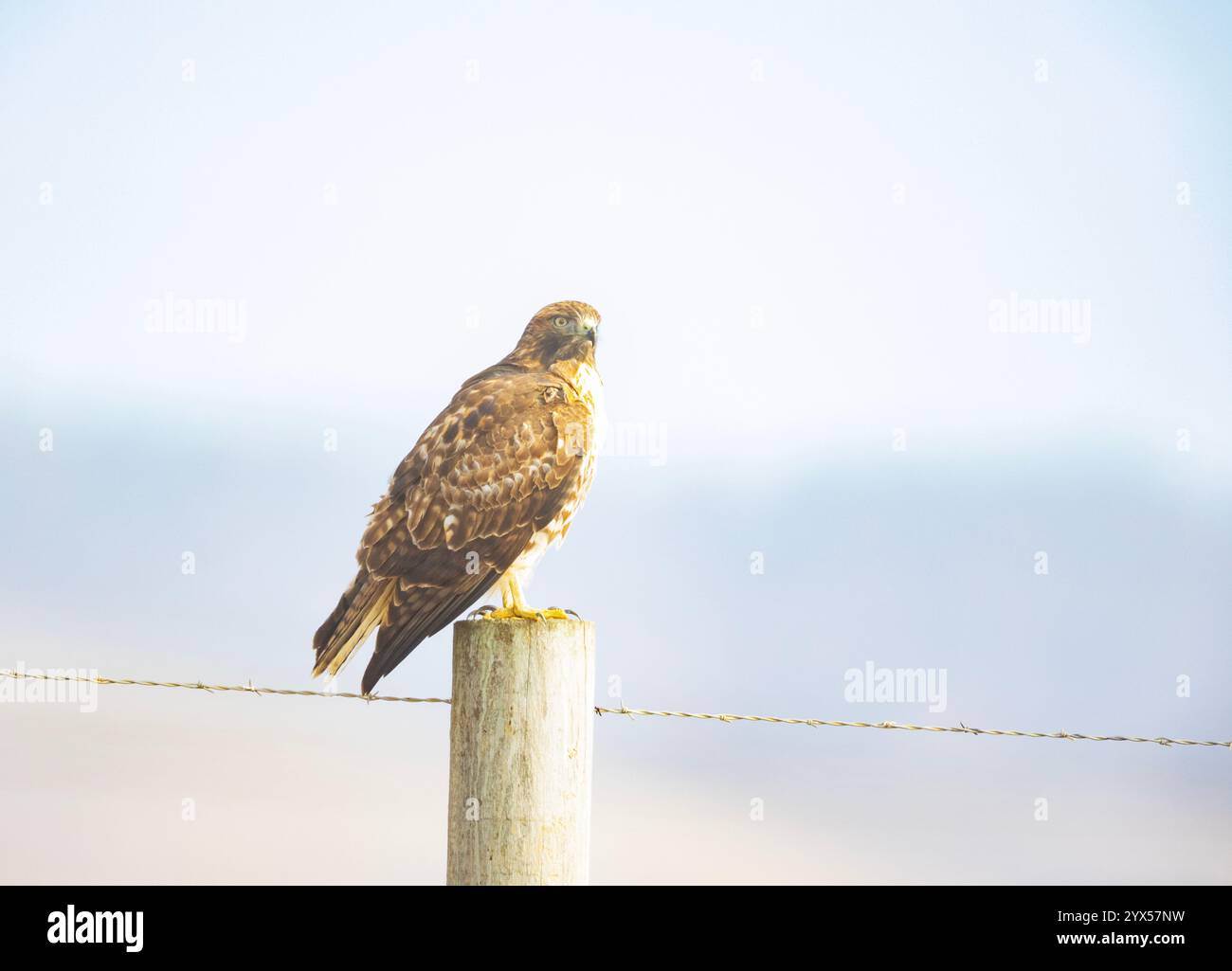 Red tailed hawk on fence hi-res stock photography and images - Alamy