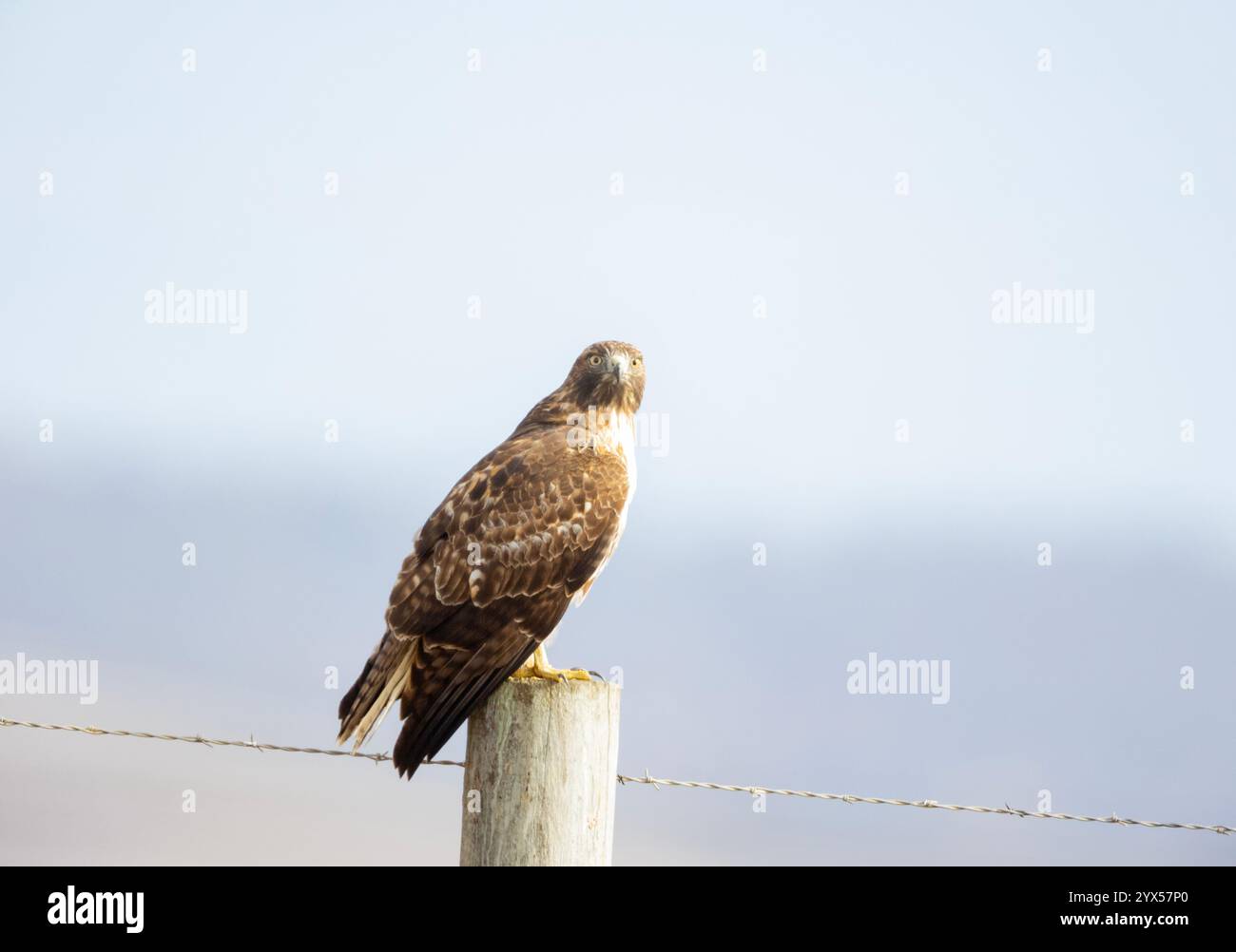 Red tailed Hawk on Fence Post Stock Photo - Alamy