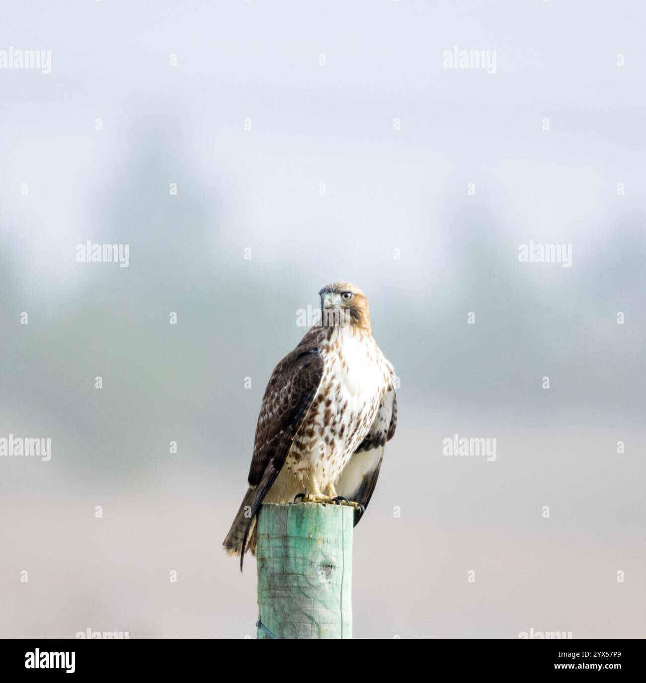 Red tailed Hawk on Fence Post Stock Photo - Alamy