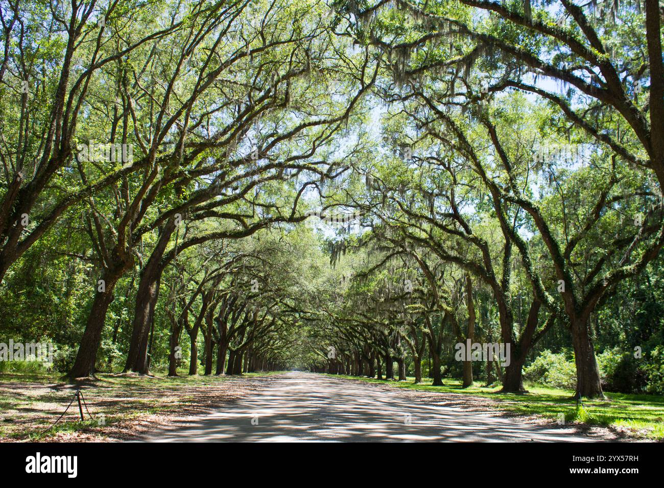 Scenic Tree-Lined Road with Natural Canopy and Spanish Moss Stock Photo ...