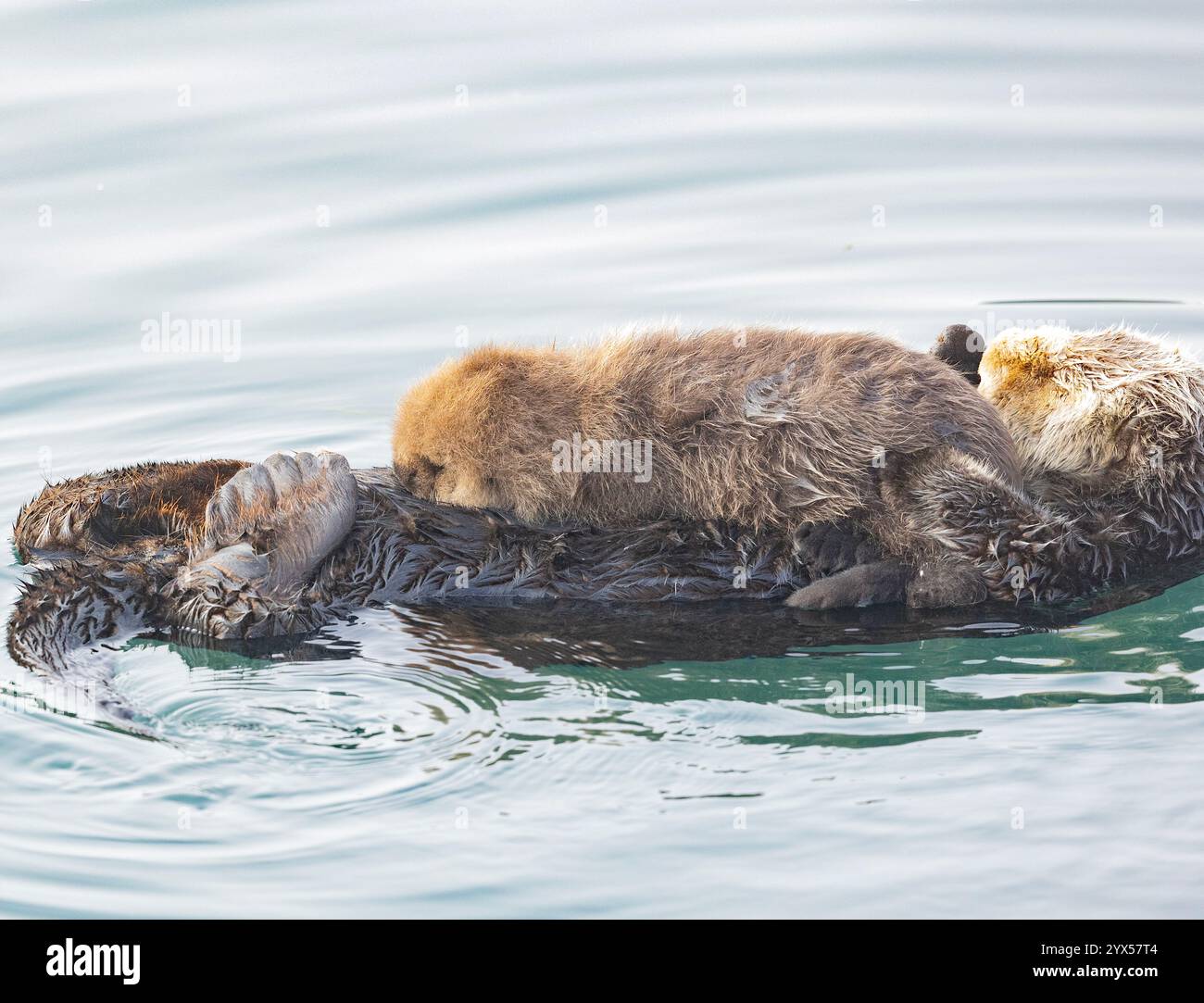 Sea otter pup nursing hi-res stock photography and images - Alamy