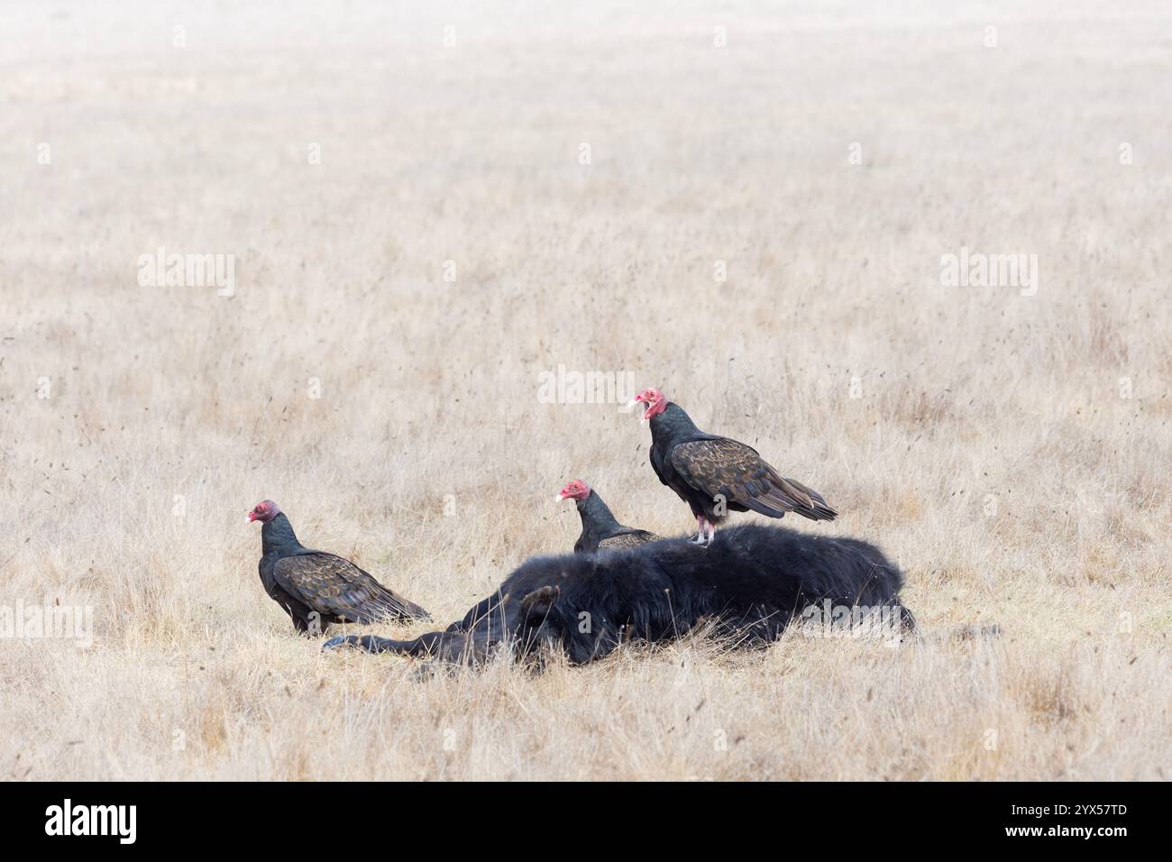 Three Turkey Vultures and Dead Cow Stock Photo - Alamy