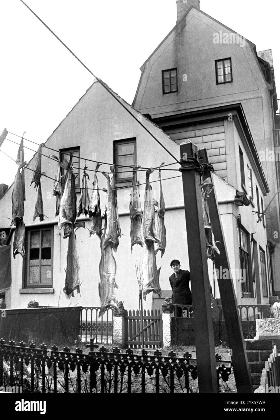 Fish drying on a washing line on Heligoland. [automated translation ...