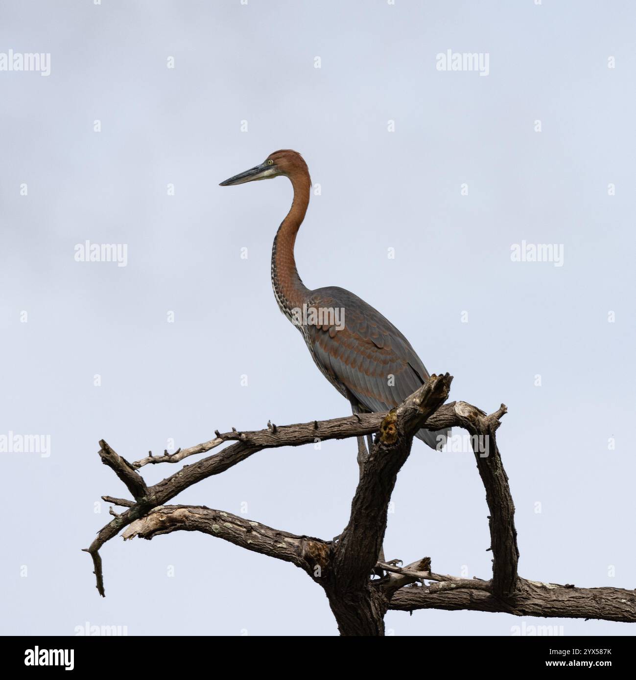 A Goliath Heron fishing in Tanzania Stock Photo - Alamy