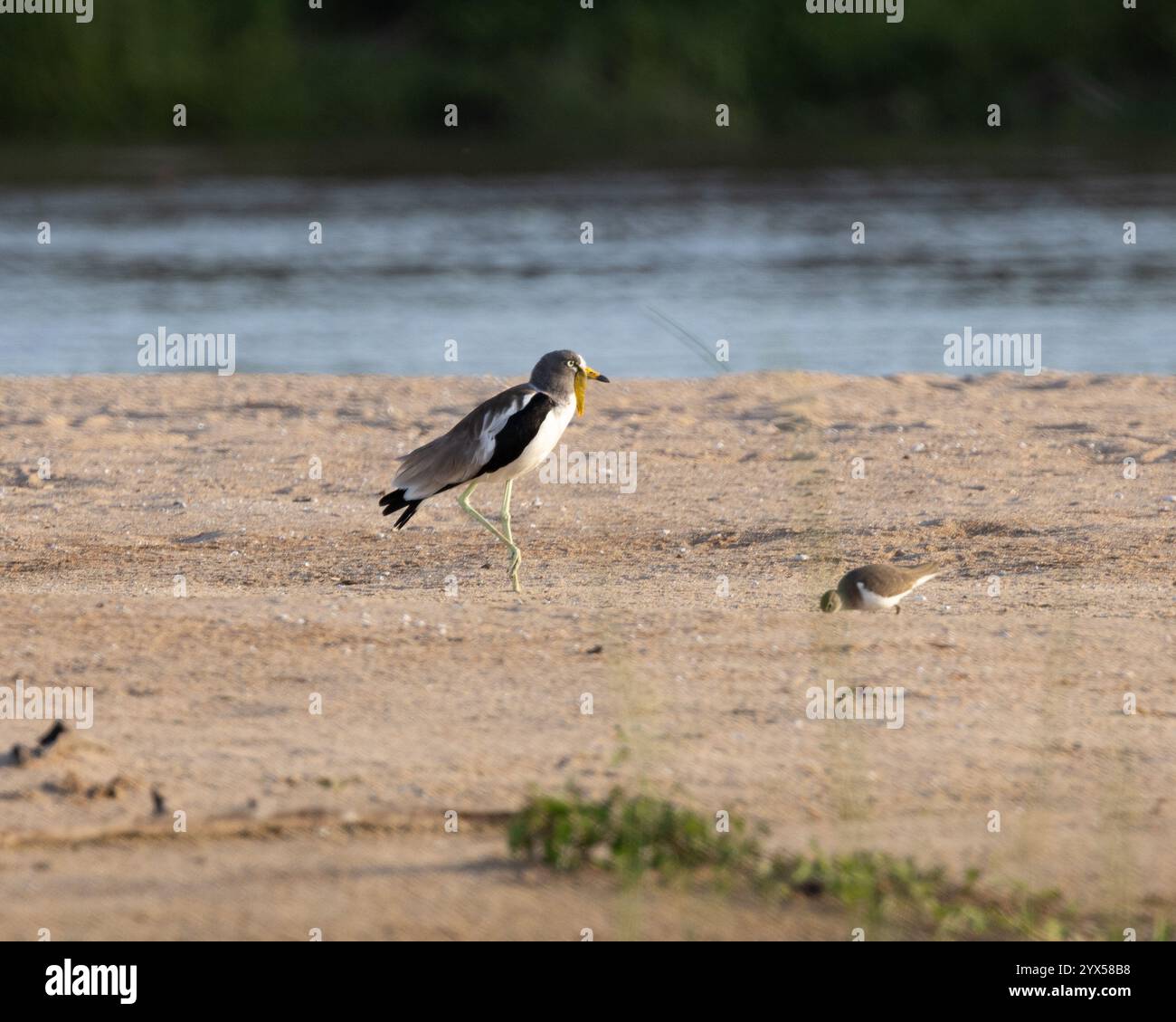 A white-crowned lapwing on a sandbank of the Rufiji River in Tanzania ...