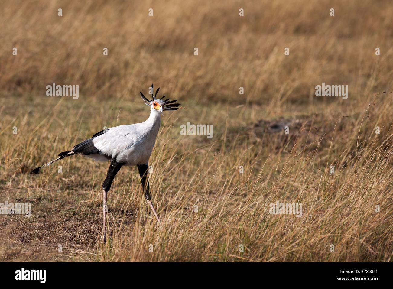 Secretary bird on tree hi-res stock photography and images - Alamy