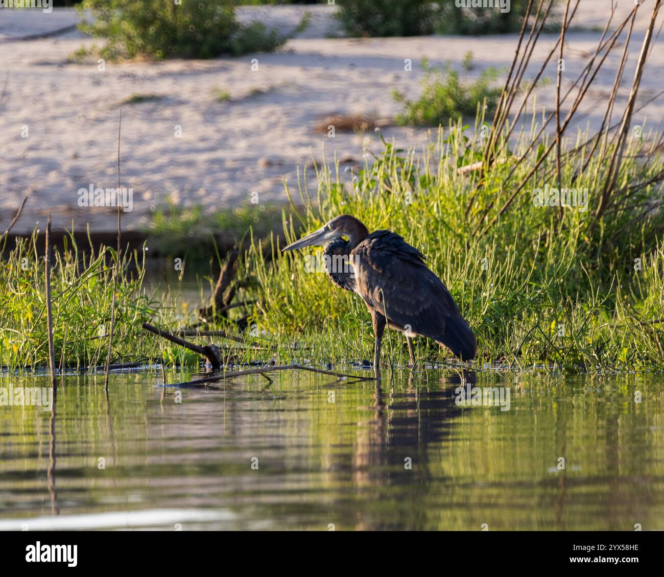 A Goliath Heron fishing in Tanzania Stock Photo - Alamy