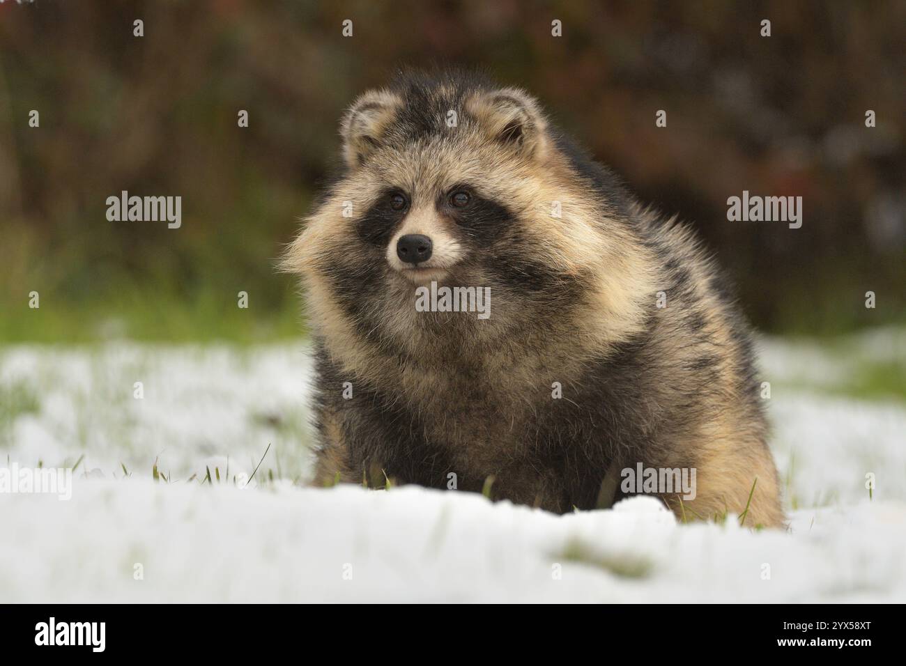 Raccoon dog common Nyctereutes procyonoides eats flesh of dead European ...