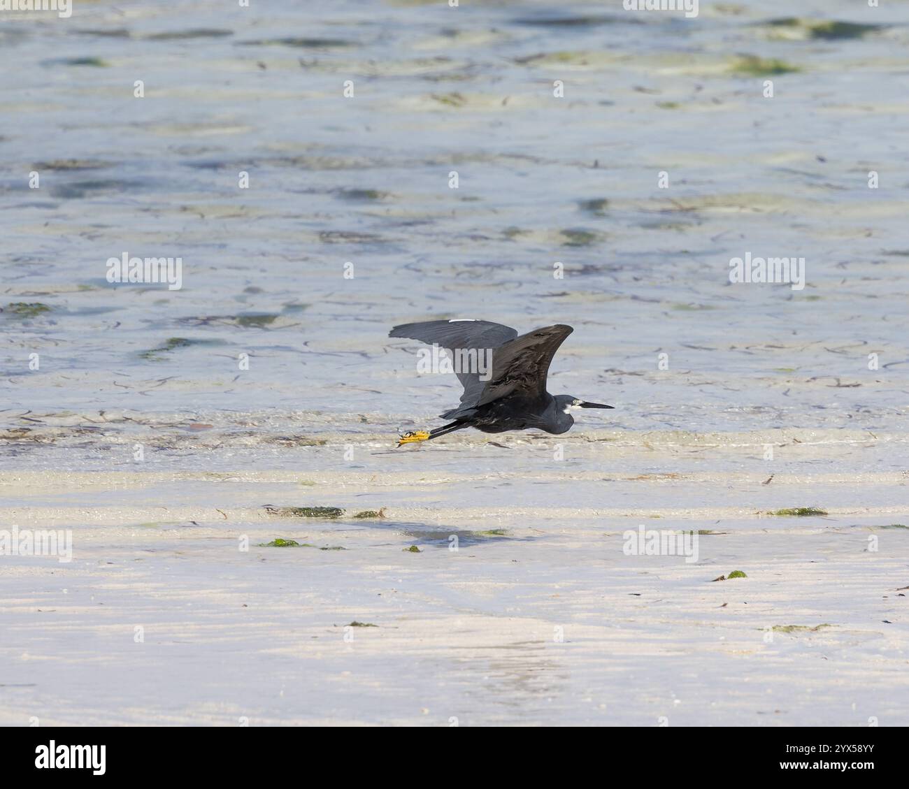 A Western Reef Egret fishing on the seashore in Zanzibar Stock Photo ...