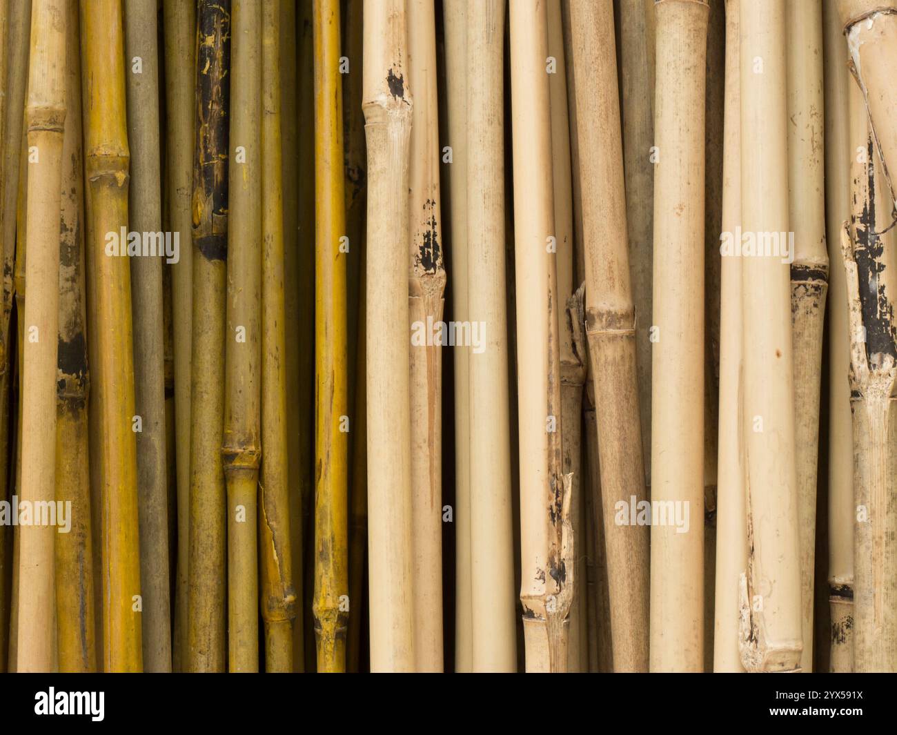 Bamboo canes hi-res stock photography and images - Alamy