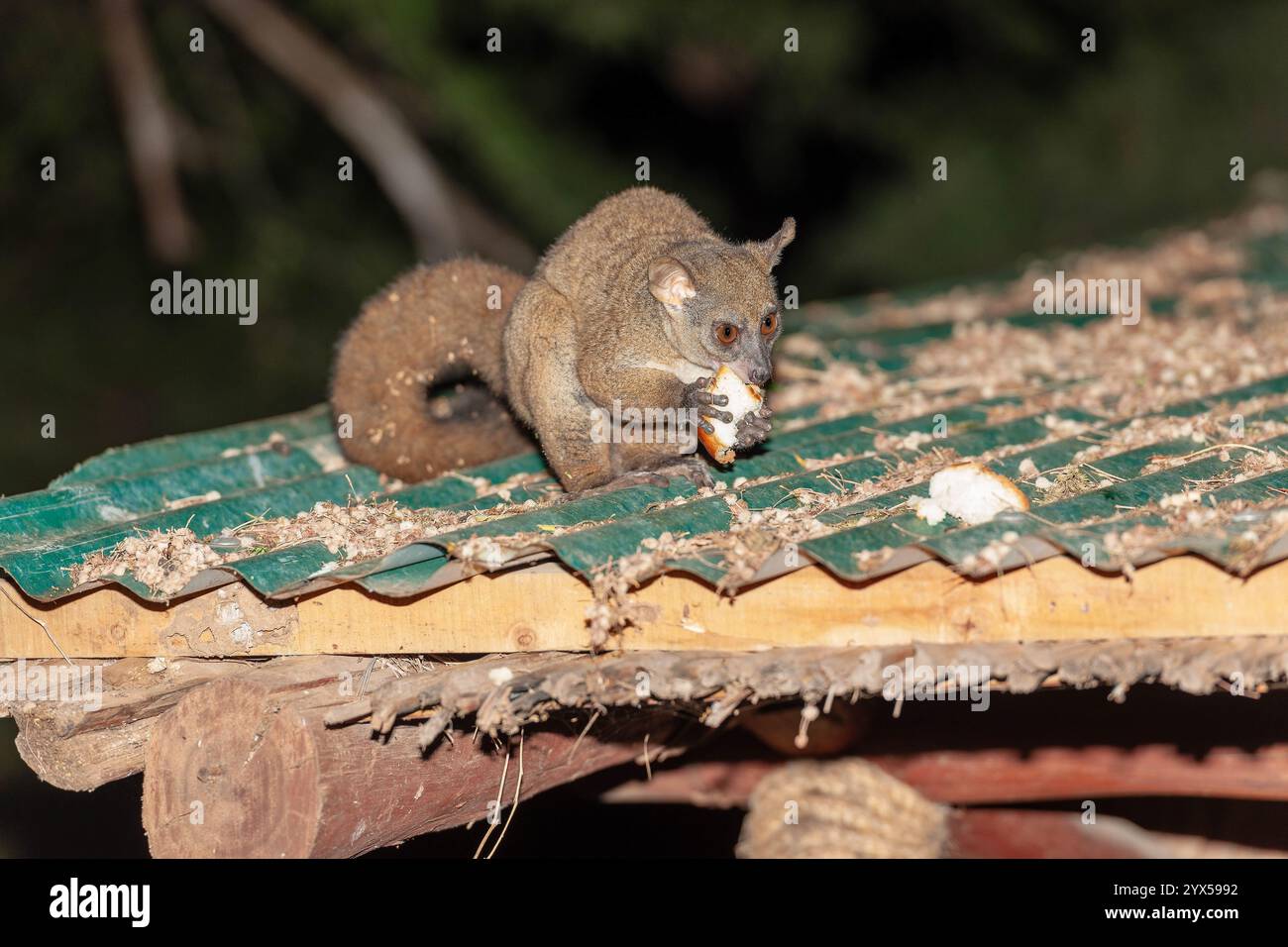 Bush baby in the night of Africa Stock Photo - Alamy