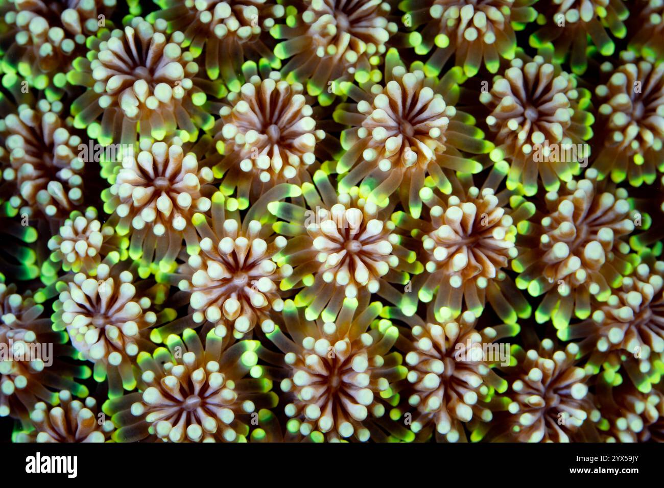 Detail of a coral colony, Galaxea sp., growing on a healthy reef in Indonesia. This part of the ...