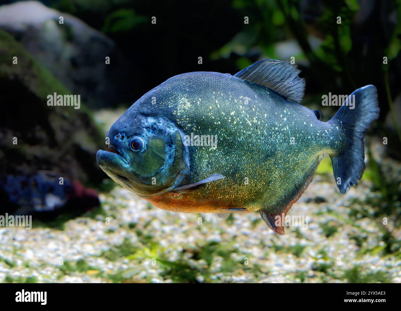 Fish pygocentrus piraya hi-res stock photography and images - Alamy