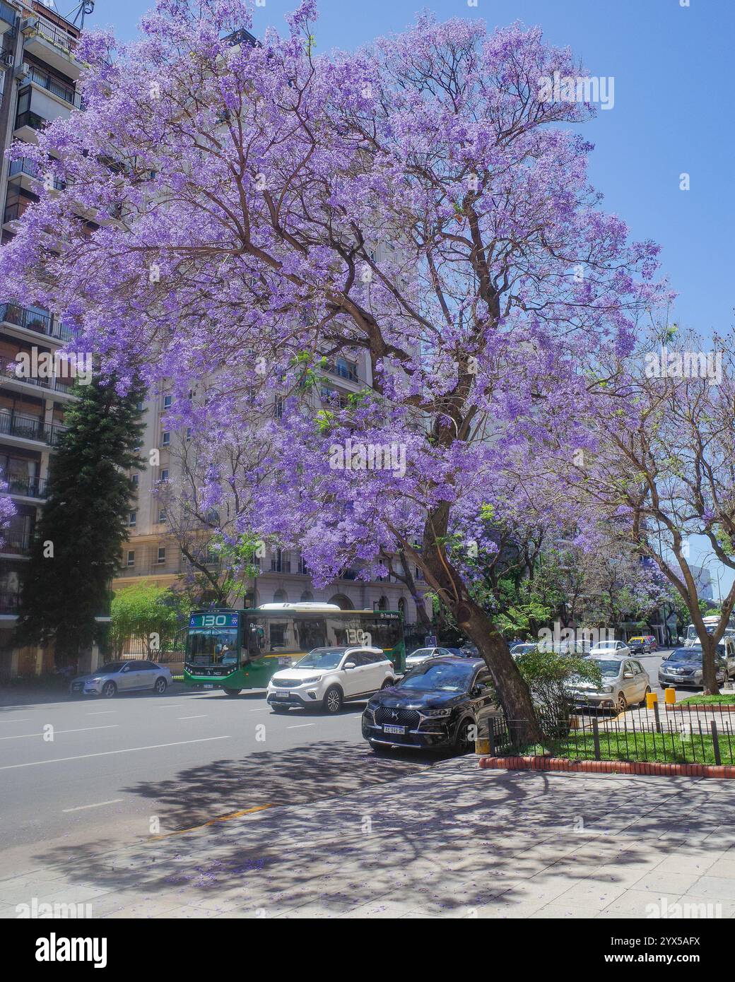 Buenos Aires, Argentina - Nov 18, 2024: Jacaranda trees in flower in ...