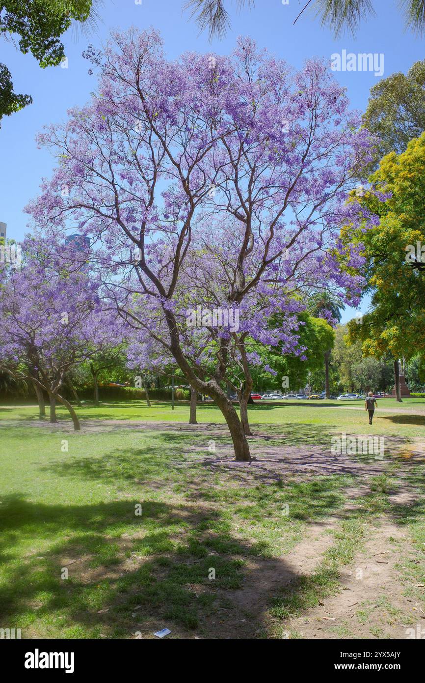 Buenos Aires, Argentina - Nov 18, 2024: Jacaranda trees in flower in ...