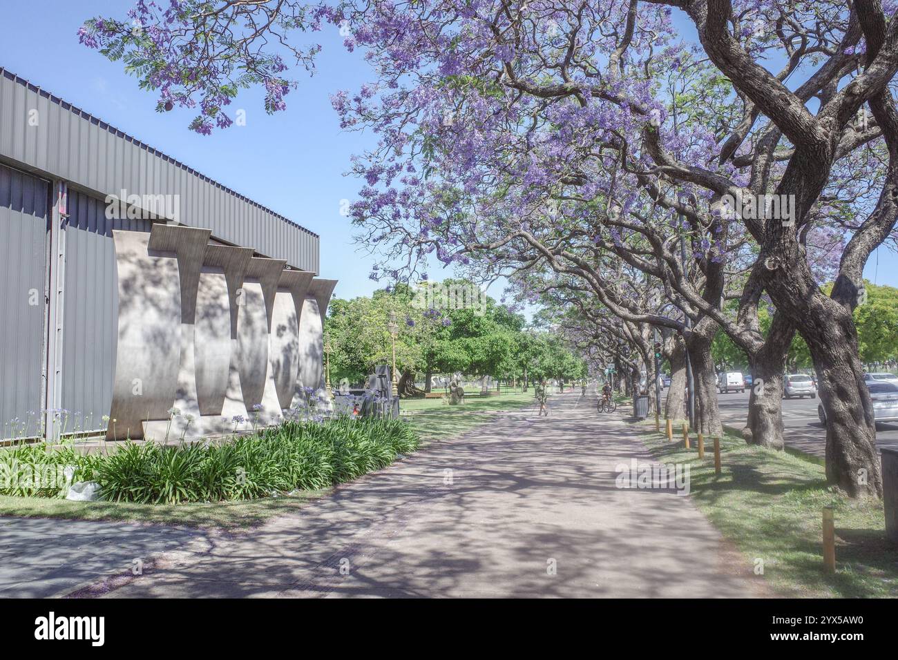 Buenos Aires, Argentina - Nov 18, 2024: Jacaranda trees in flower in ...