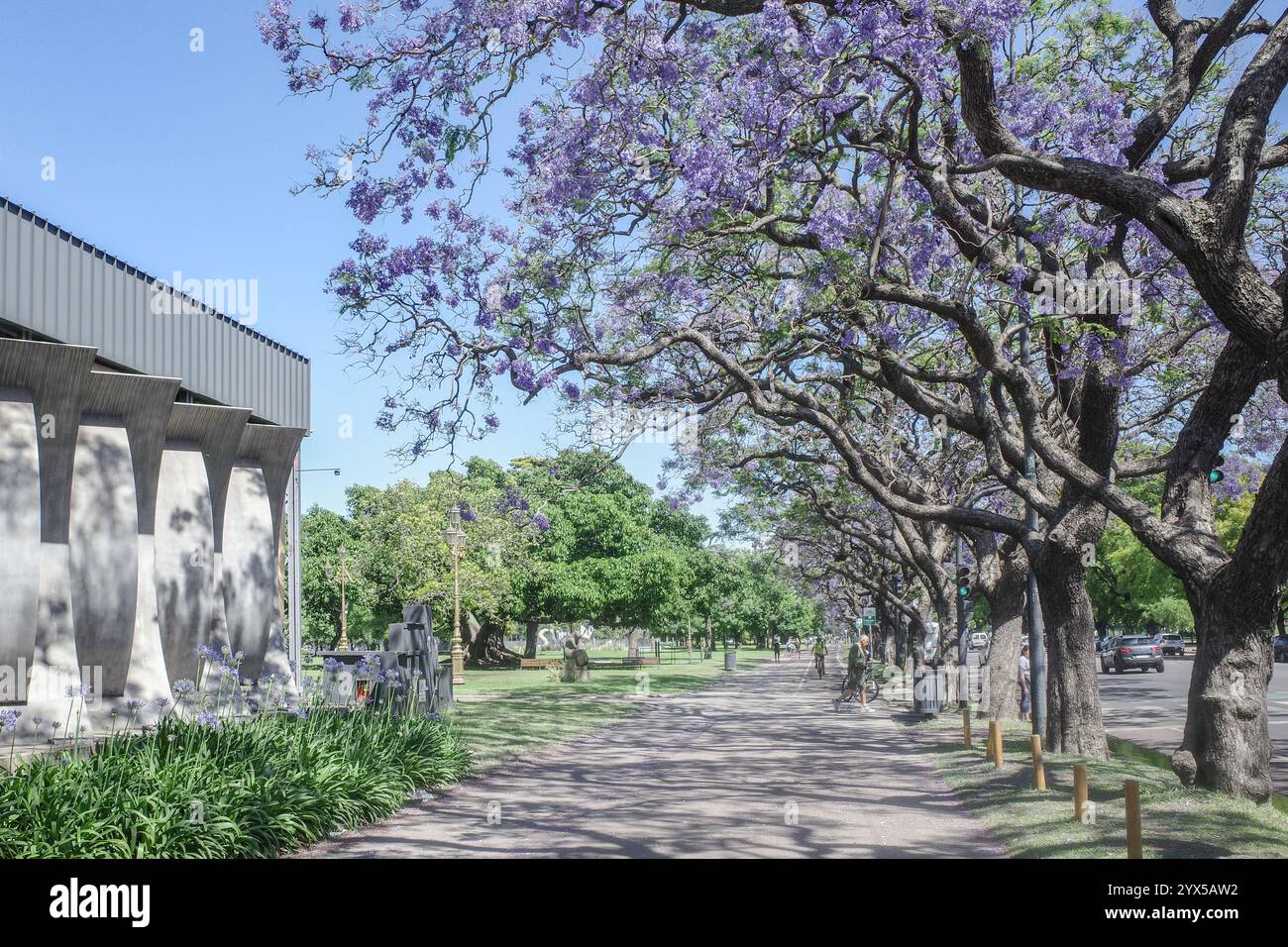 Buenos Aires, Argentina - Nov 18, 2024: Jacaranda trees in flower in ...
