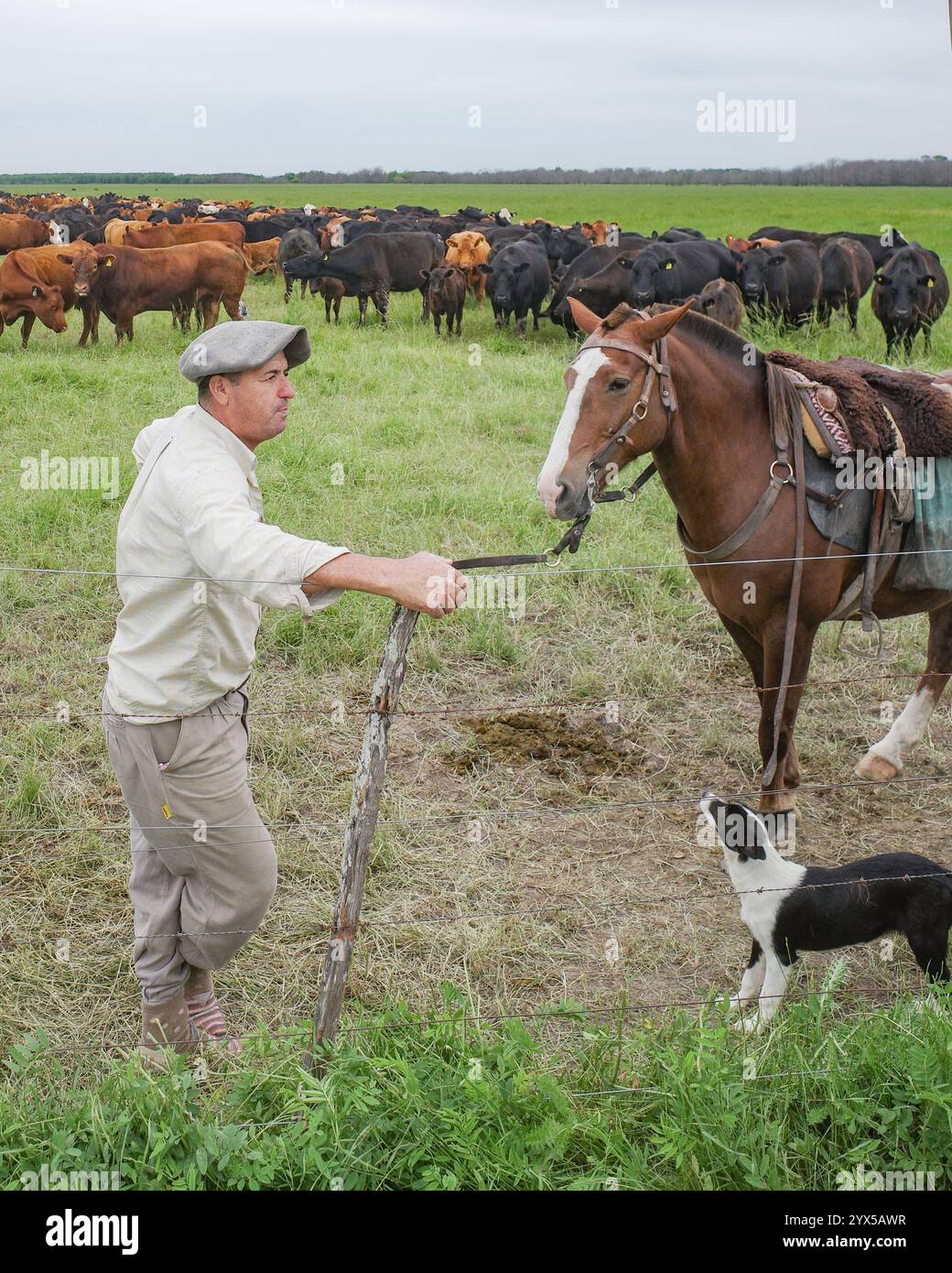 San Antonio de Areco, Argentina - 19 Nov, 2024: An Argentine Gaucho with his horse, dog and herd ...