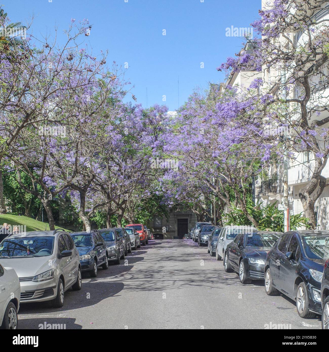 Buenos Aires, Argentina - Nov 18, 2024: Jacaranda trees in flower in ...