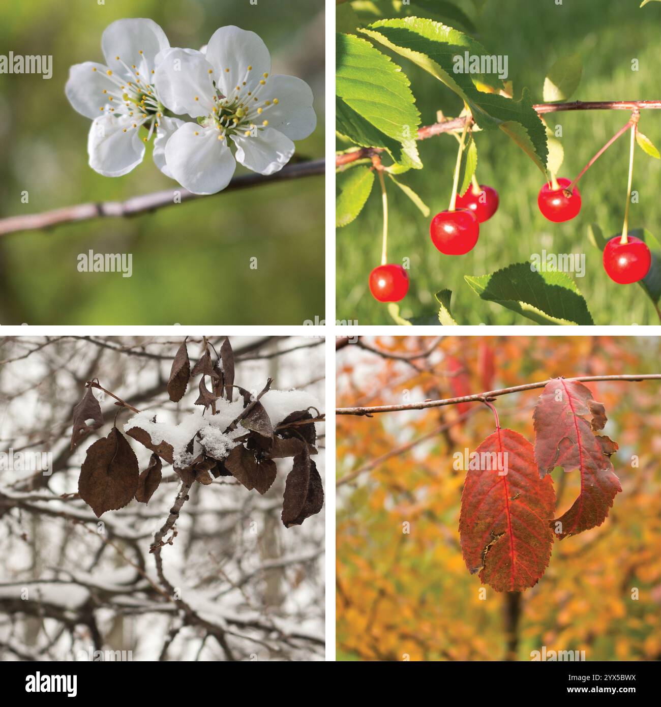 Collage mixing photos of the cherry tree, by the lake in four seasons ...