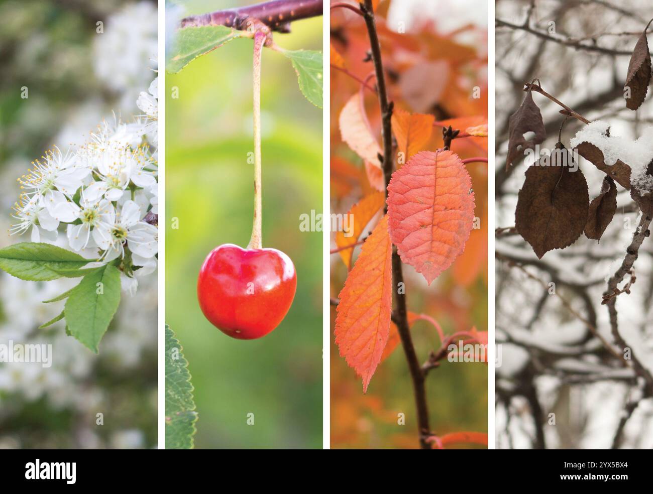 Collage mixing photos of the cherry tree, by the lake in four seasons ...