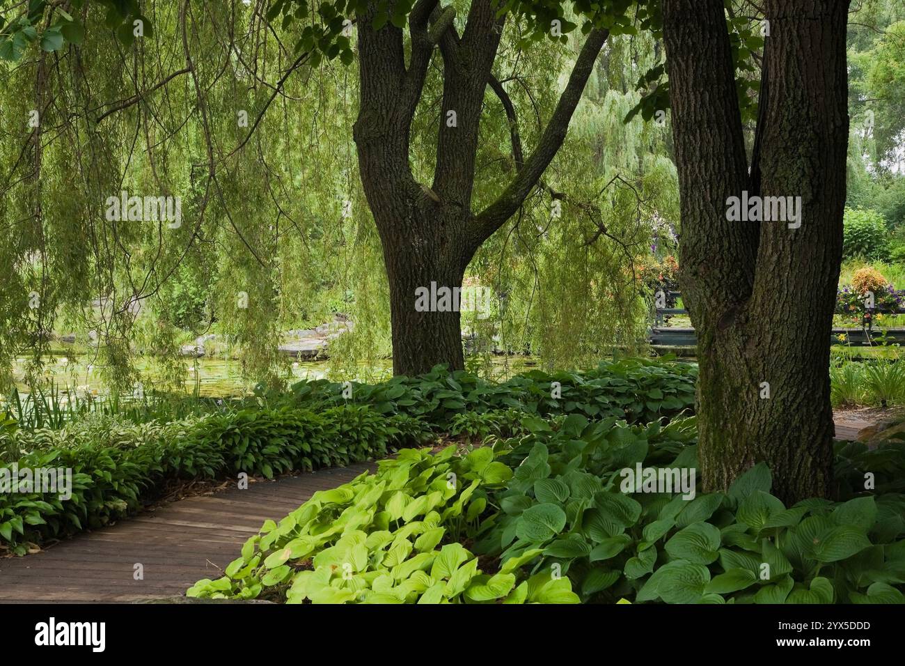 Wooden plank walkway bordered by Hosta plants and Salix - Weeping ...