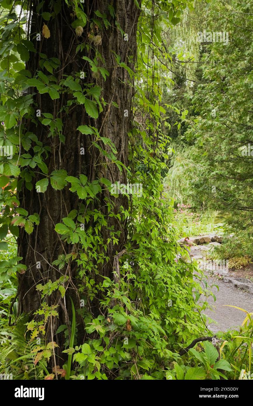 Large deciduous tree trunk covered with Parthenocissus quinquefolia ...