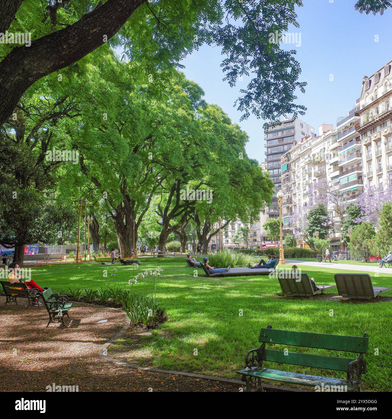 Buenos Aires, Argentina - Nov 18, 2024: Jacaranda trees in flower in ...