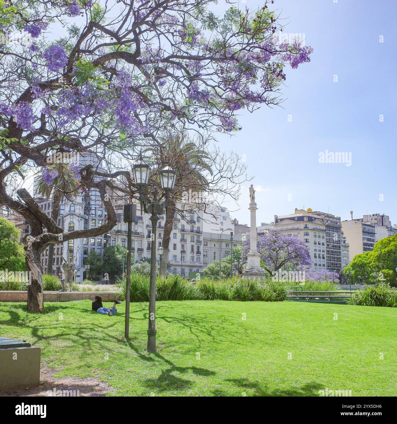 Buenos Aires, Argentina - Nov 18, 2024: Jacaranda trees in flower in ...