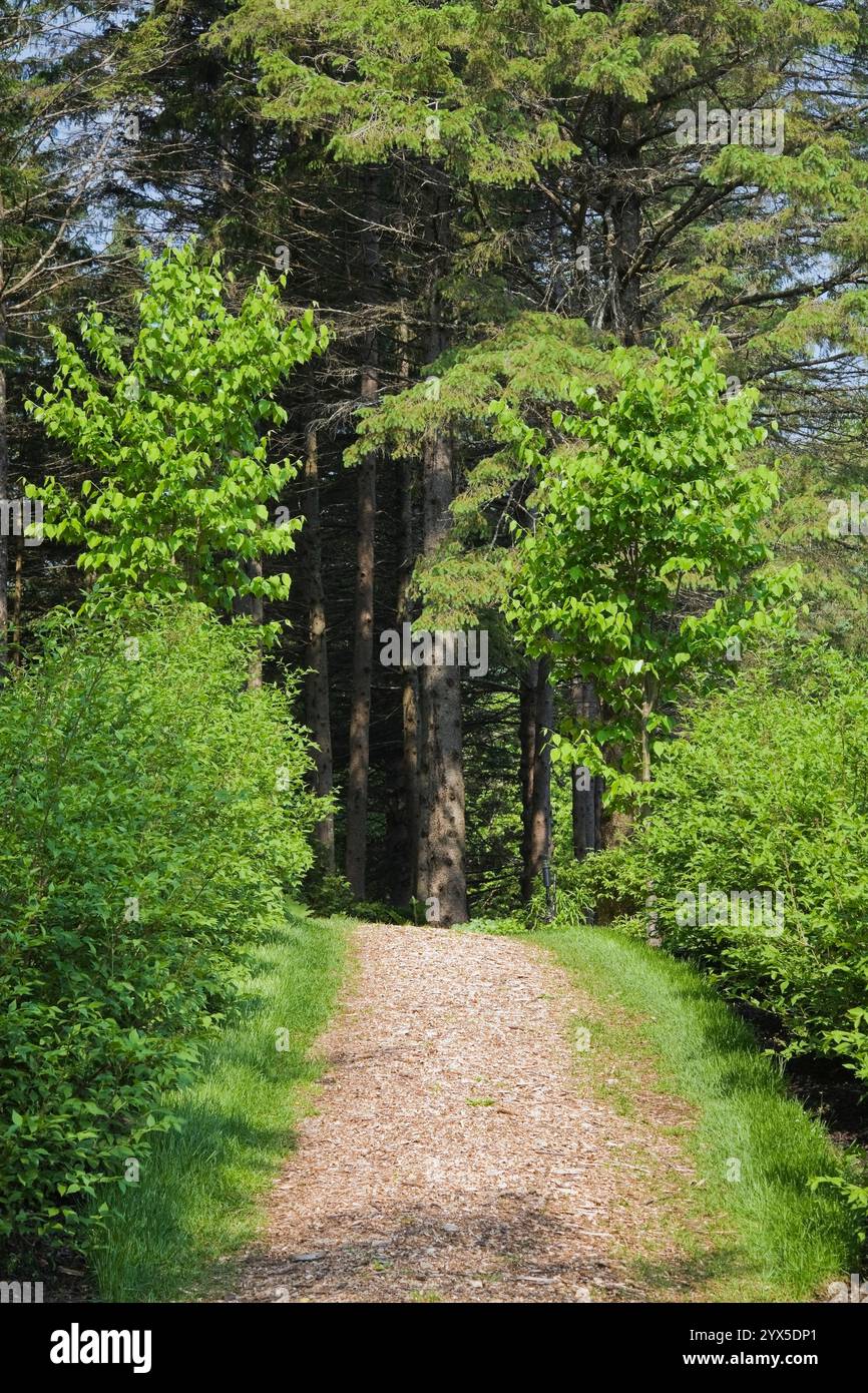 Walking mulch path bordered by Rosa - Rose bush borders leading to ...