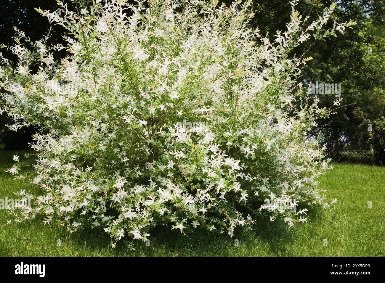 White flowering Salix Integra 'Hakuro Nishiki' - Willow shrub on ...