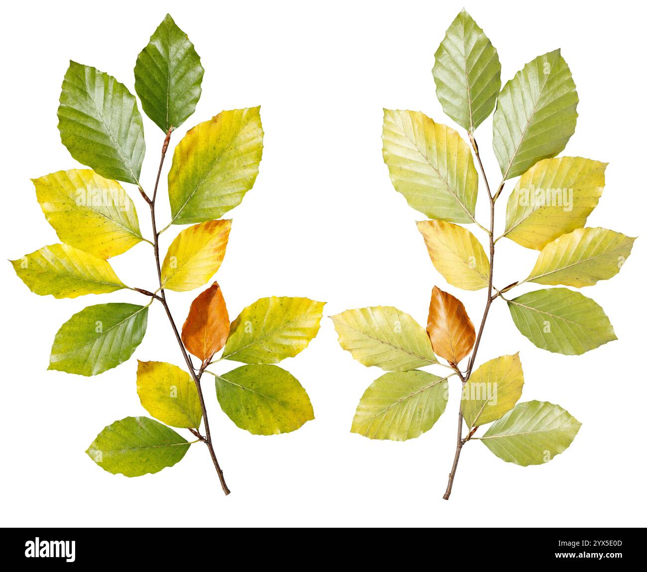 Harmonious nature pattern Cut Out Stock Images & Pictures - Alamy