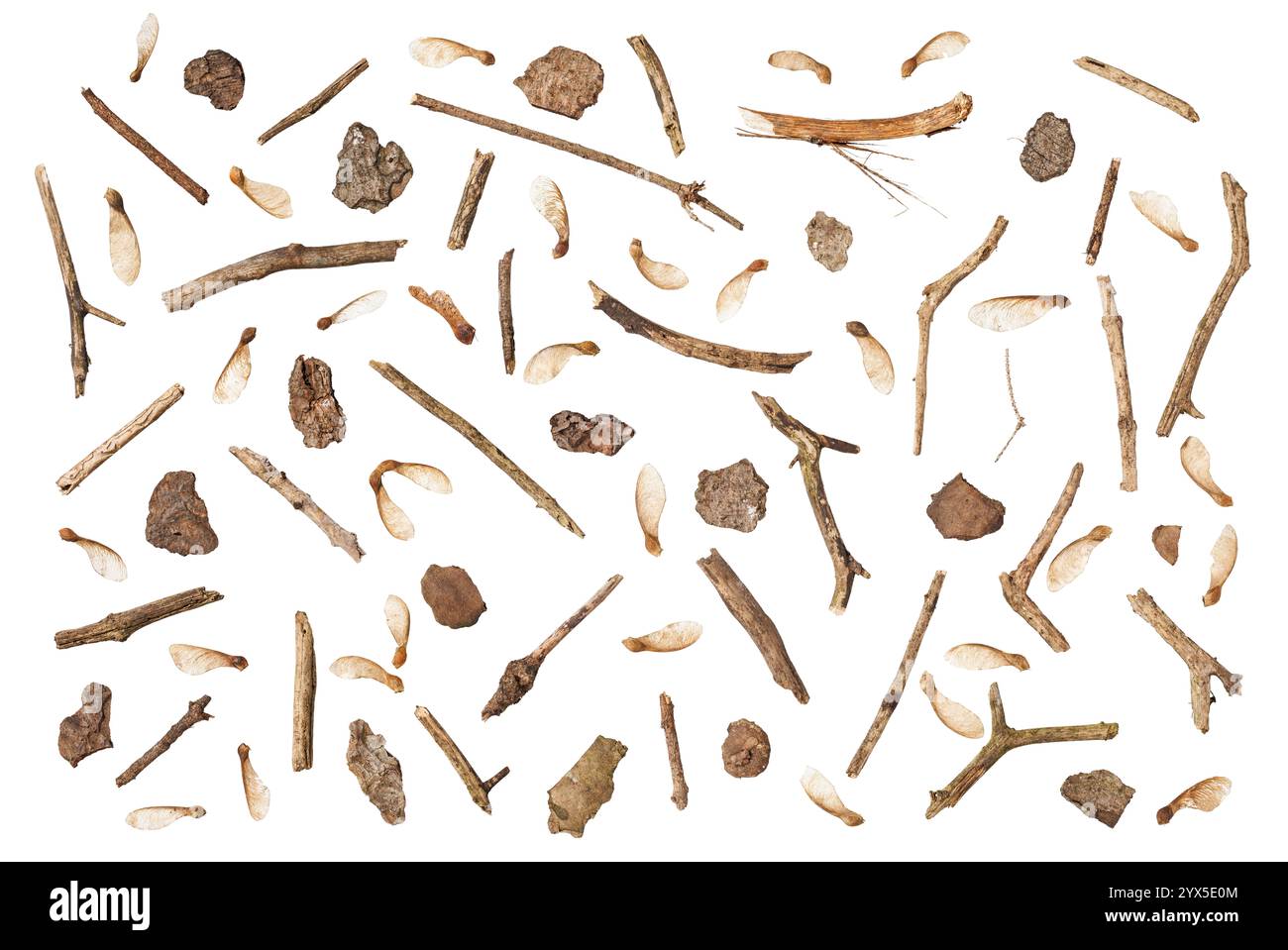 An arrangement of branches, bark pieces and seed wings that ...