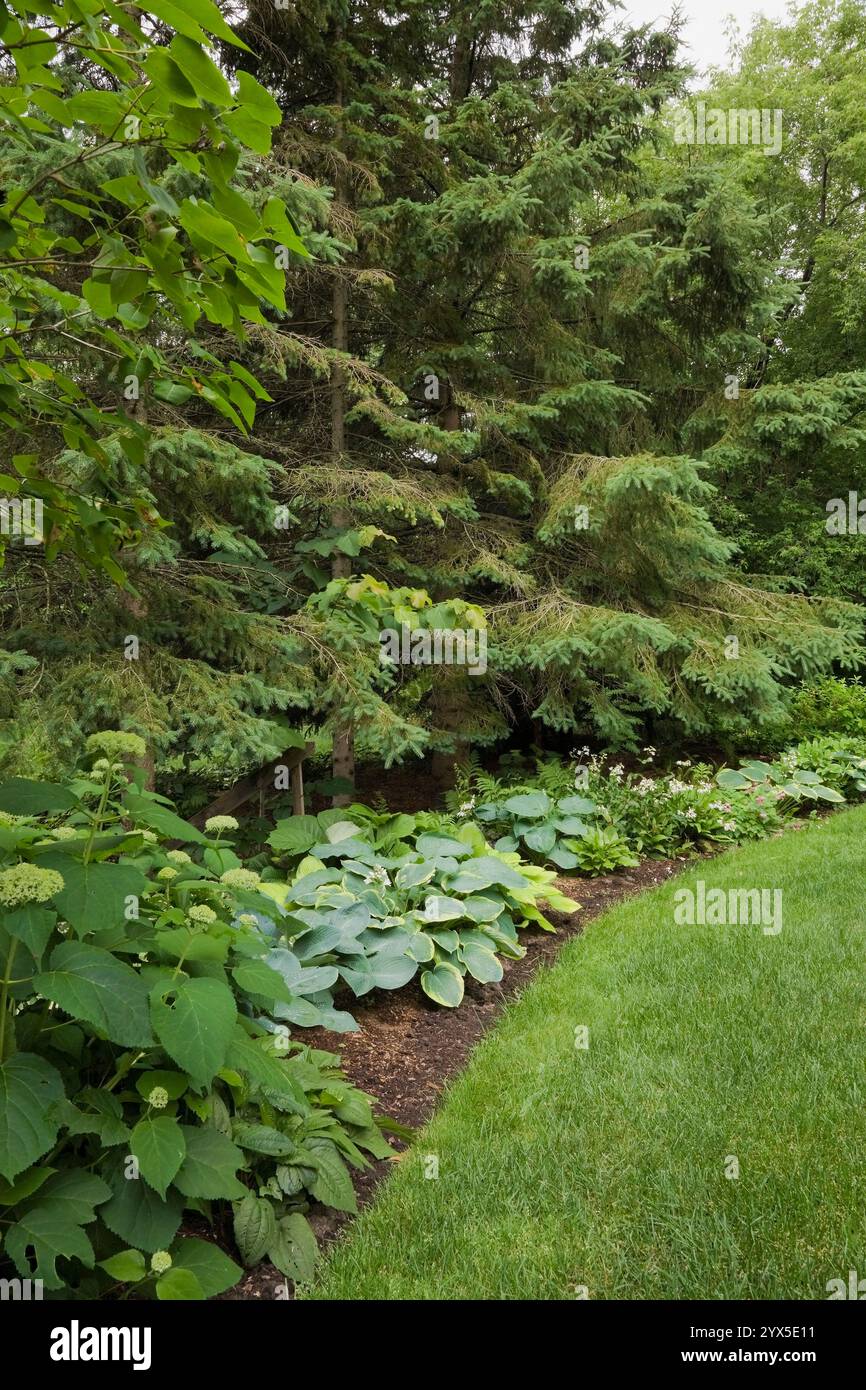 Green grass lawn and border with Picea glauca - White Spruce trees ...