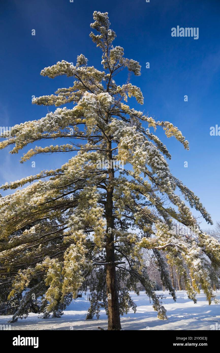 Ice and snow covered Pinus - Pine tree in winter, Ile des Moulins, Old Terrebonne, Lanaudiere ...