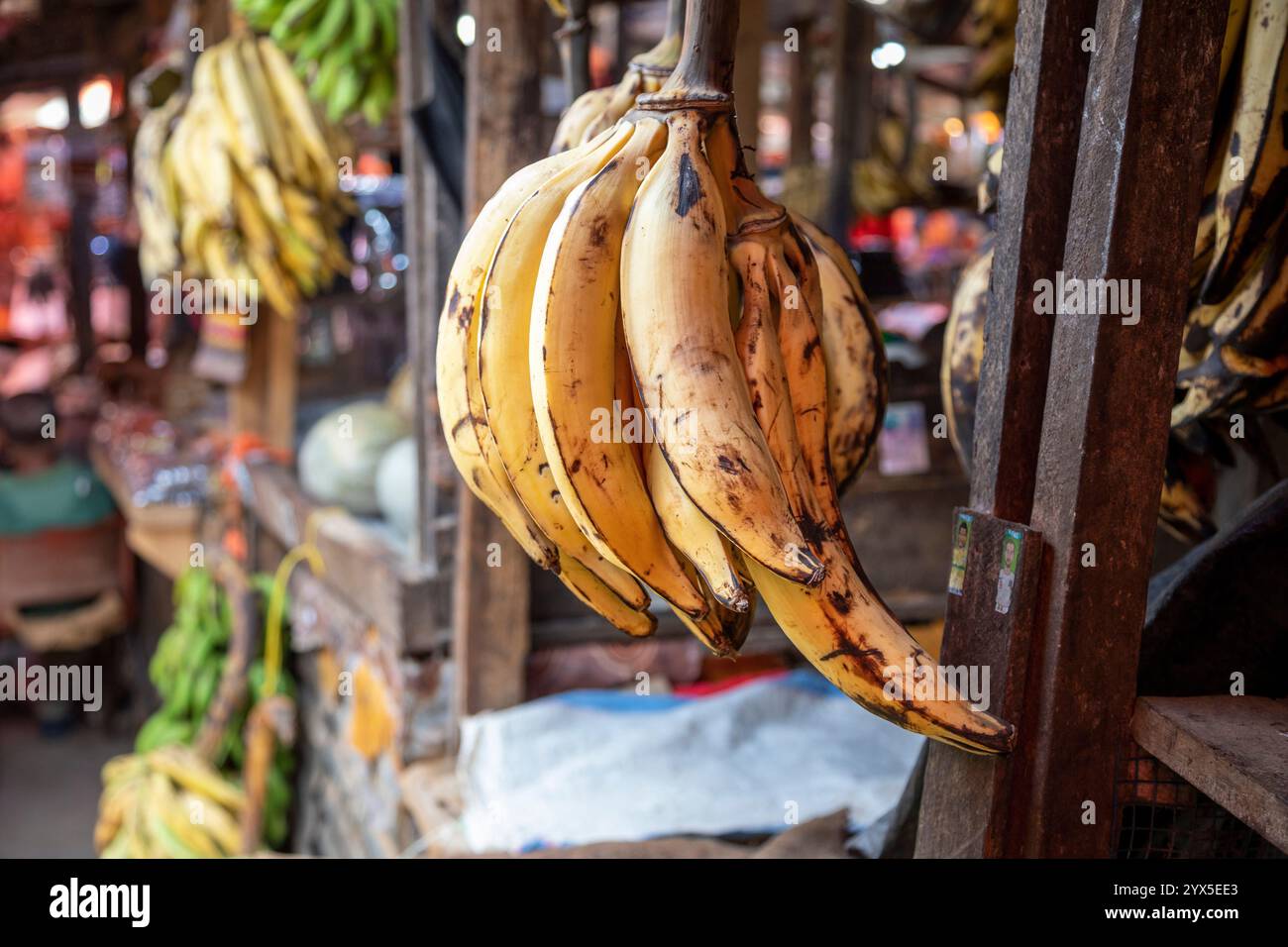 Bunch of Fresh long yellow bananas hanging at the Darajani Market ...